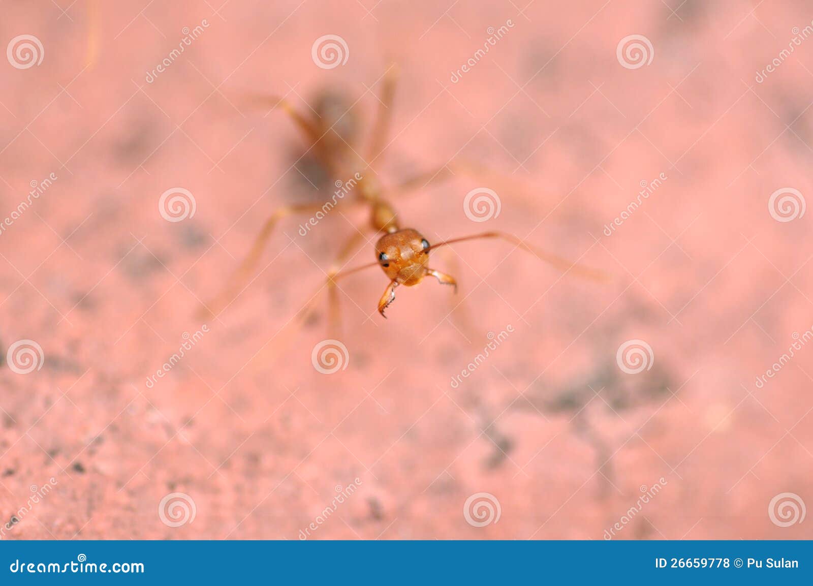 Red ant stock photo. Image of colony, closeup, insect - 26659778