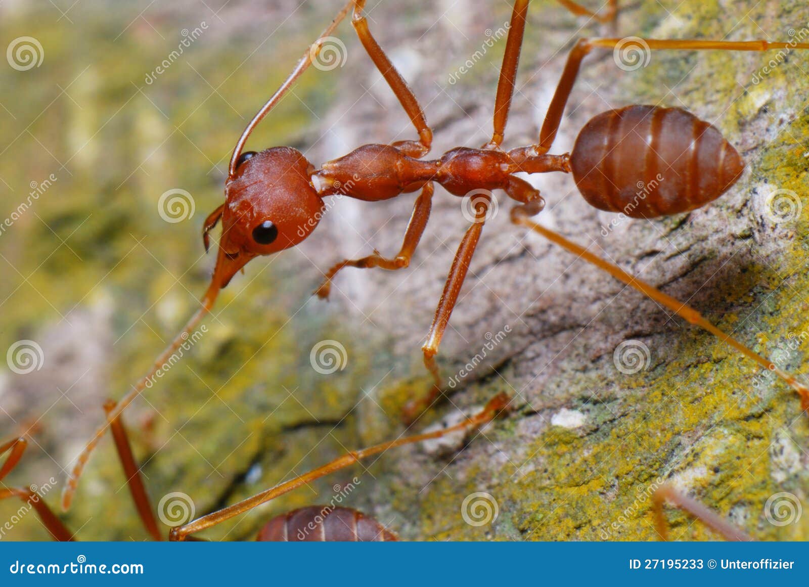 Red Ant stock image. Image of tunnel, ruby, swarm, segments - 27195233