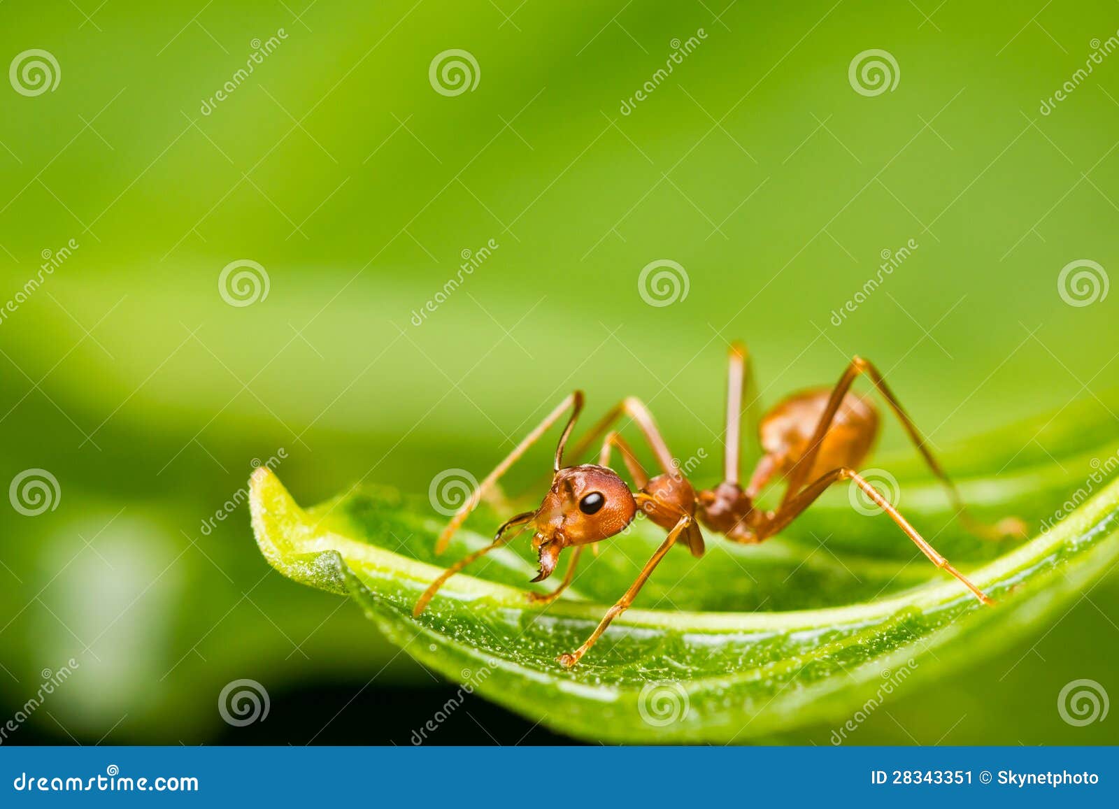 Red Ant stock image. Image of team, sting, tree, color - 28343351