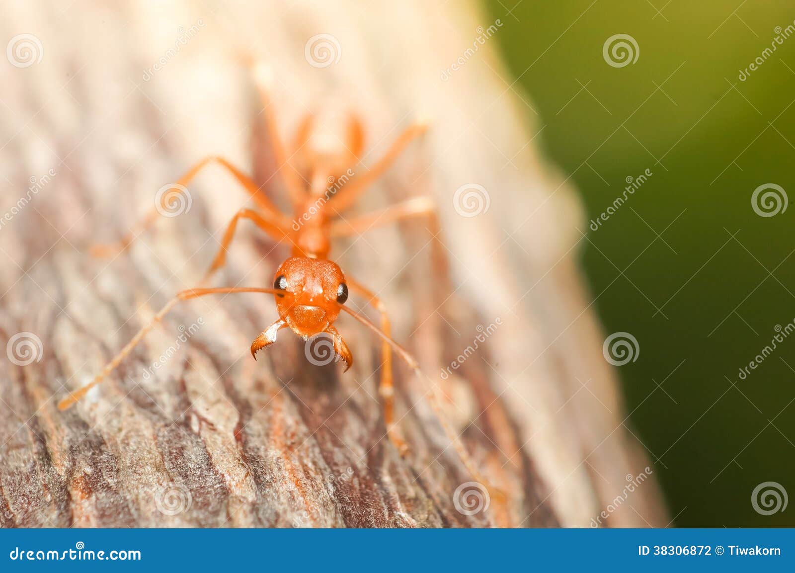 Red ant. stock photo. Image of flowers, rufa, green, macro - 38306872