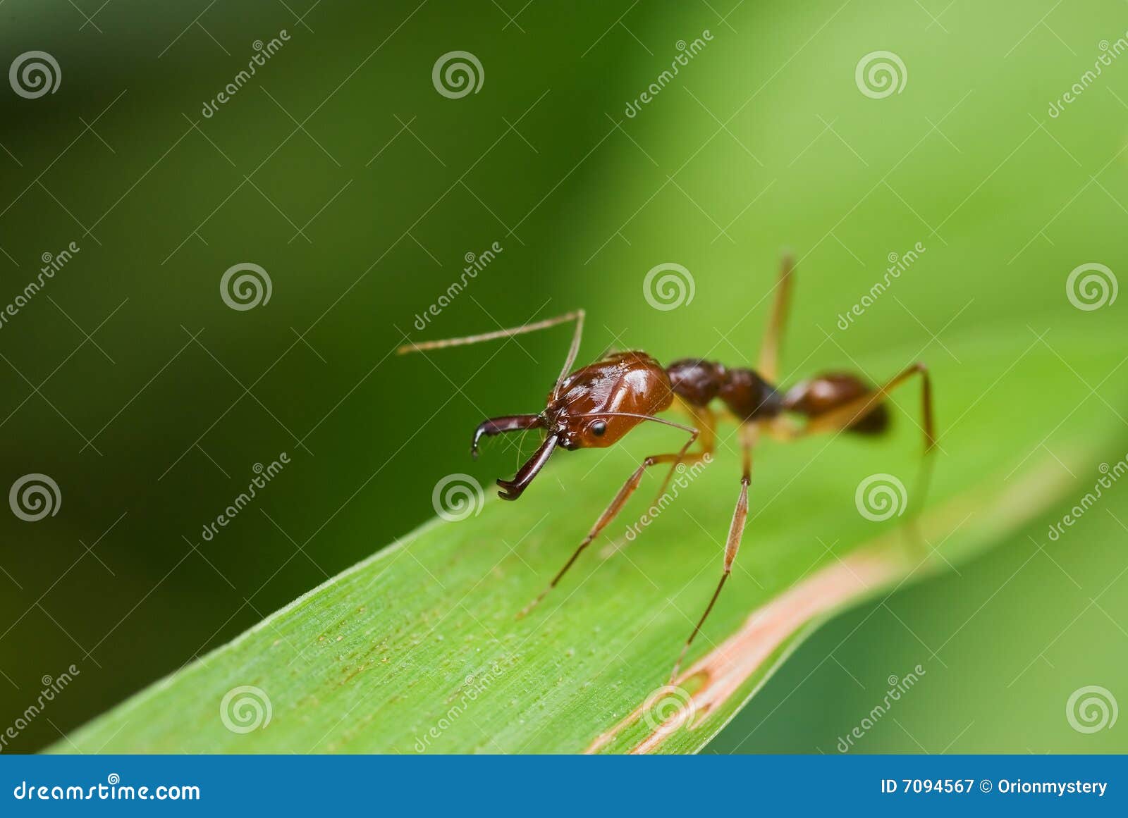 A red ant stock image. Image of flora, wild, mandibles - 7094567