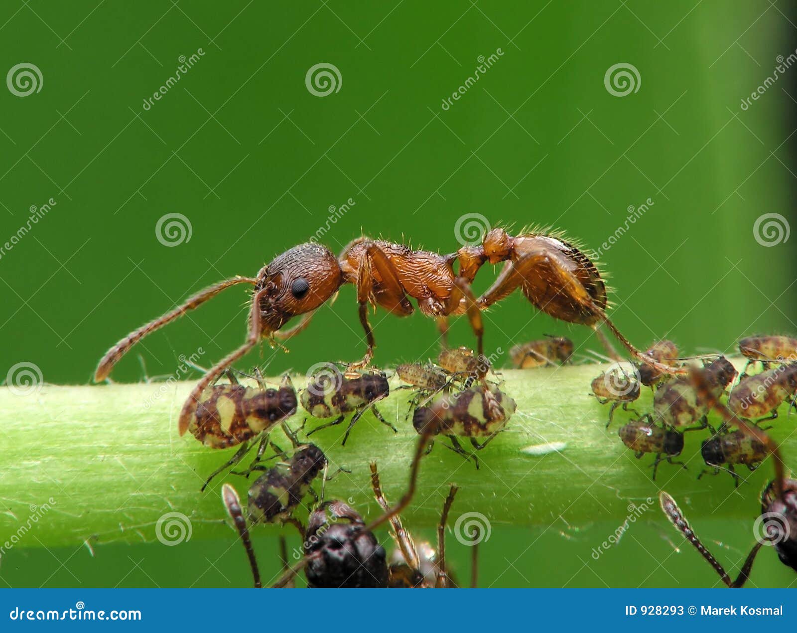 Red ant stock image. Image of macro, insects, parasite - 928293