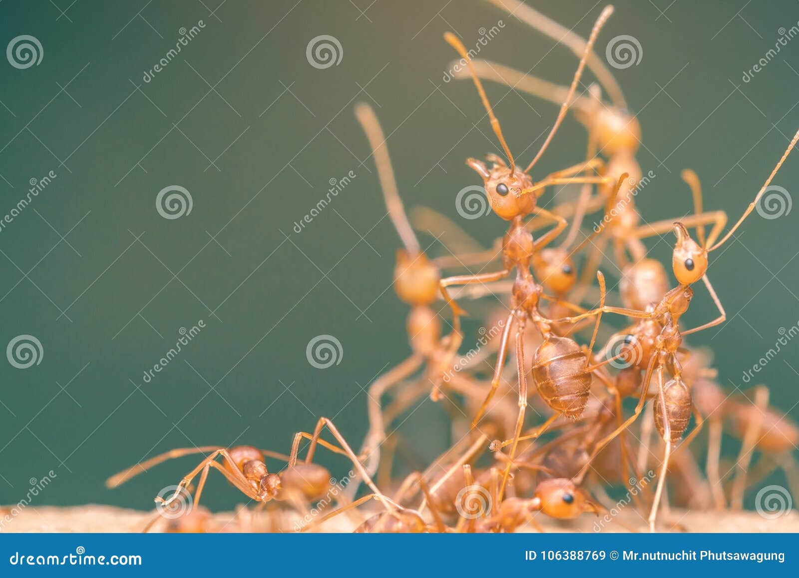 Red ant,Action of ant stock image. Image of cooperation - 106388769