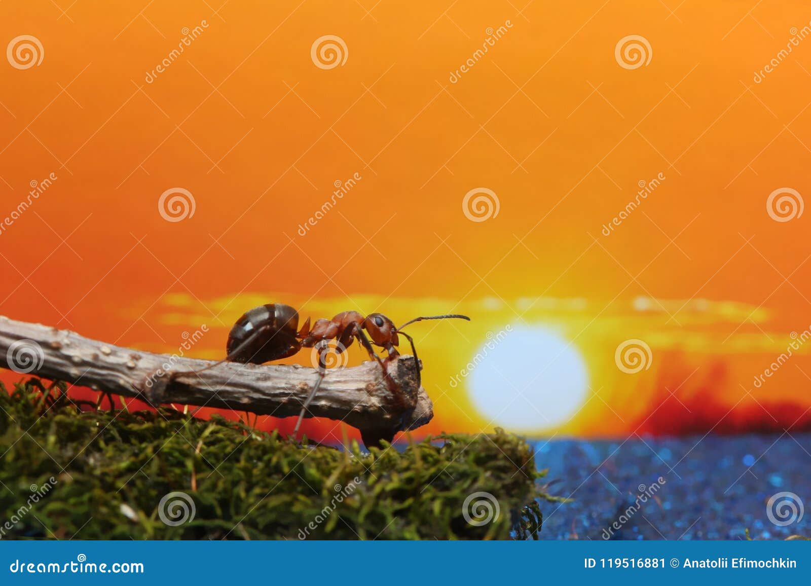 Red Ant Admires the Sunset. Stock Image - Image of ants, sunsetn: 119516881