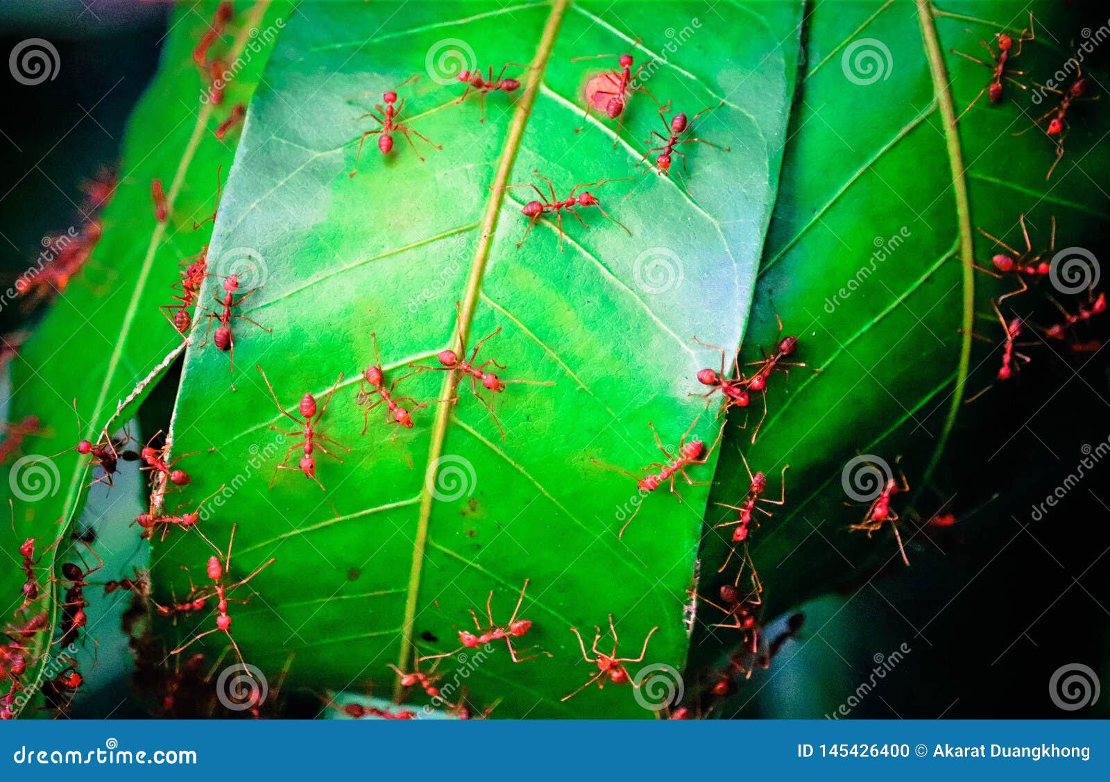 Red ant and green feaves stock photo. Image of horizontal - 145426400