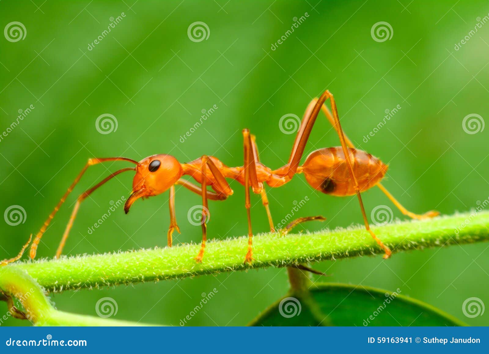 Red ant stock image. Image of insect, forest, close, nature - 59163941