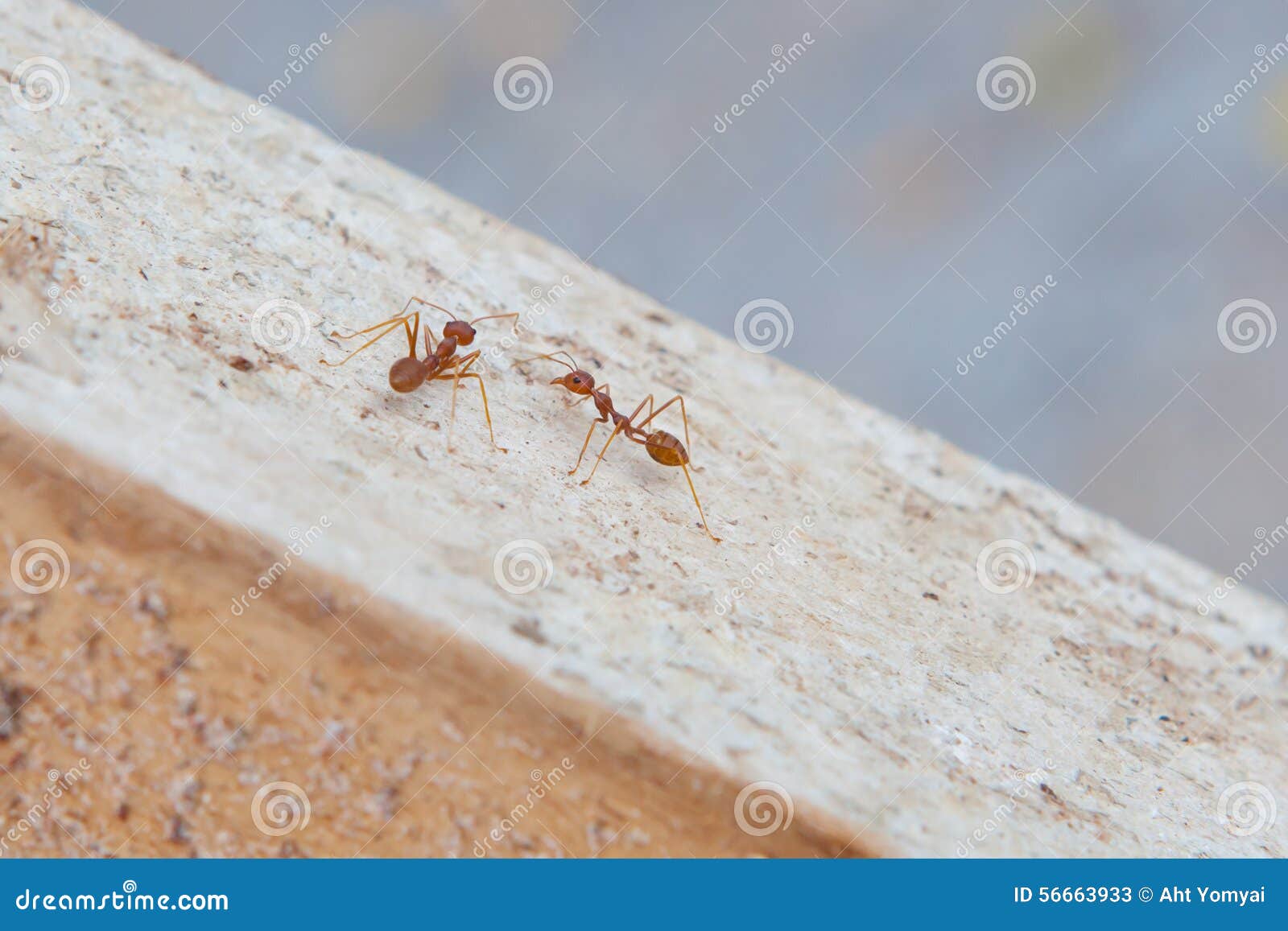 Red ant stock image. Image of wood, animal, ants, working - 56663933