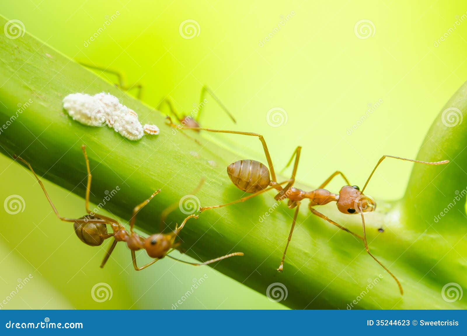 Red Ant and Aphid on the Leaf Stock Image - Image of leaf, wildlife ...