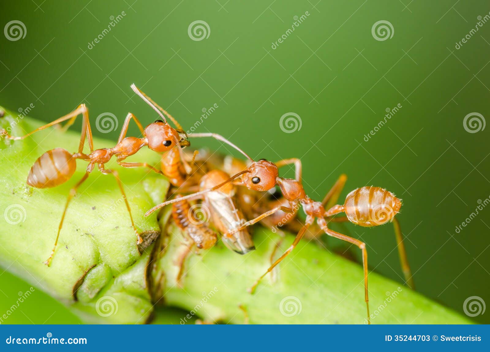 Red Ant and Aphid on the Leaf Stock Image - Image of closeup, leaf ...