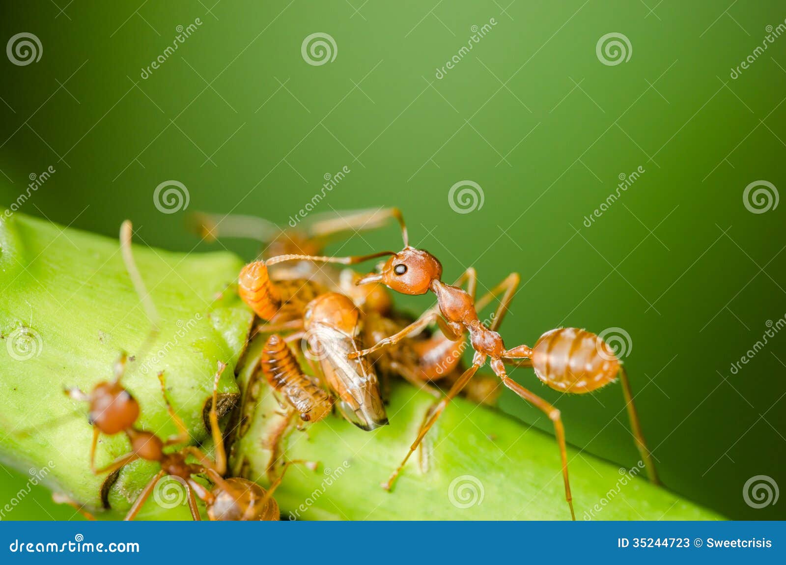 Red Ant and Aphid on the Leaf Stock Image - Image of green, animal ...
