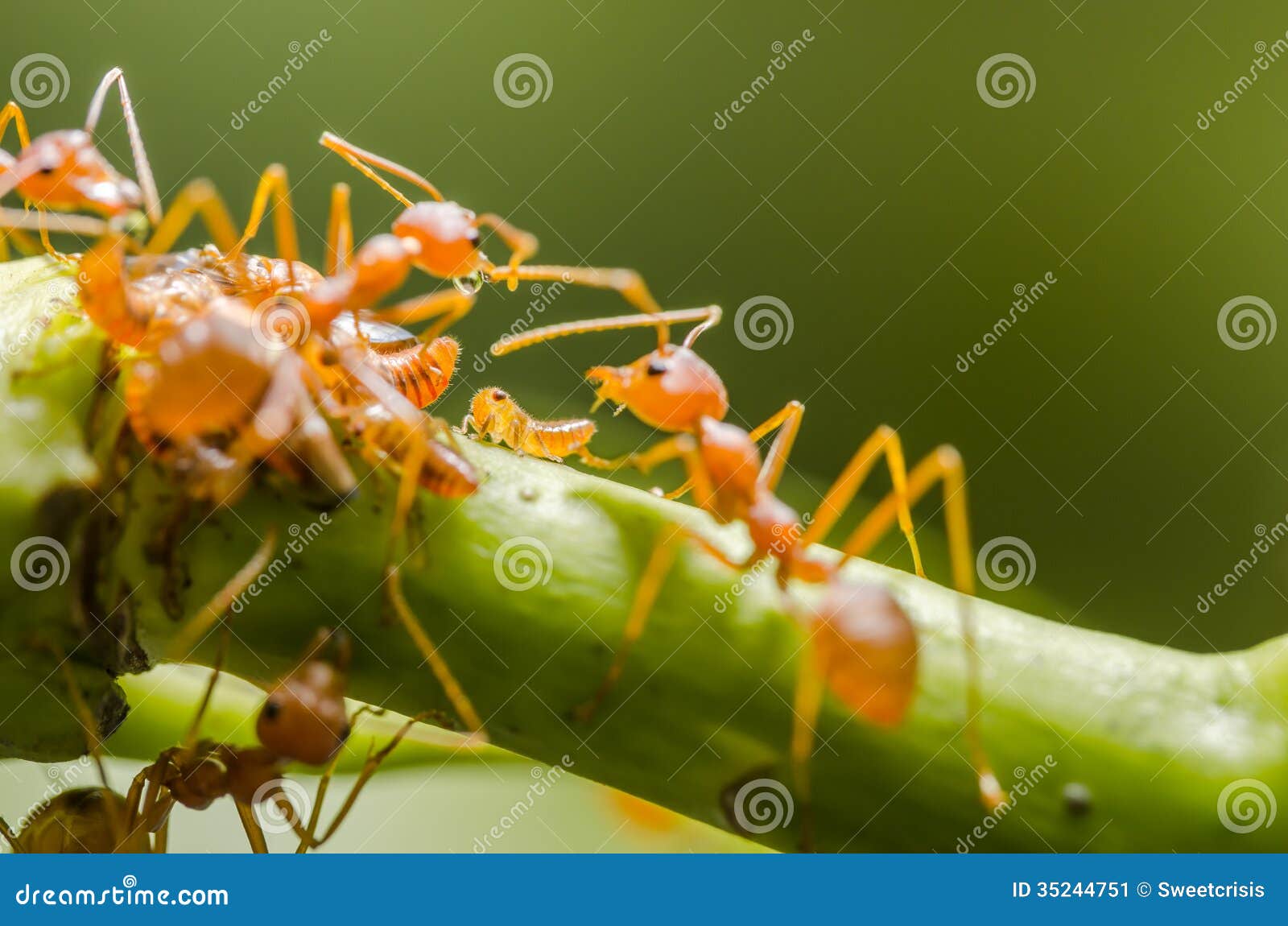 Red Ant and Aphid on the Leaf Stock Image - Image of nature, macro ...