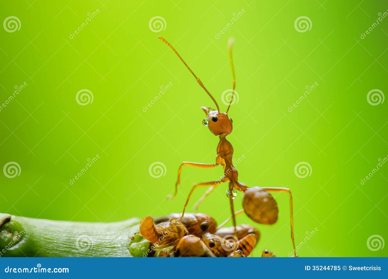 Red Ant and Aphid on the Leaf Stock Image - Image of arthropod, closeup ...