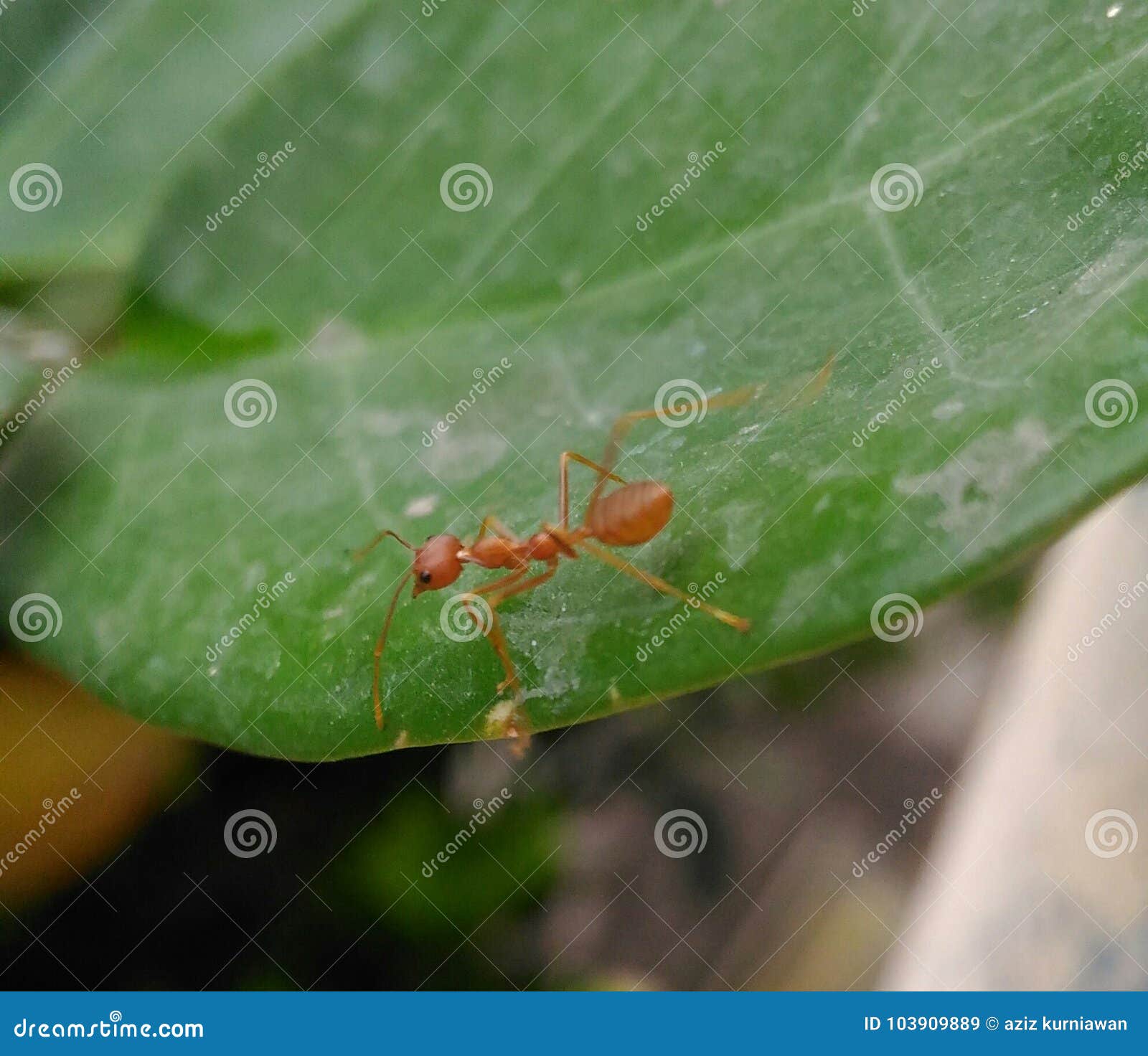 Red ant stock image. Image of outdoor, insect, wildlife - 103909889