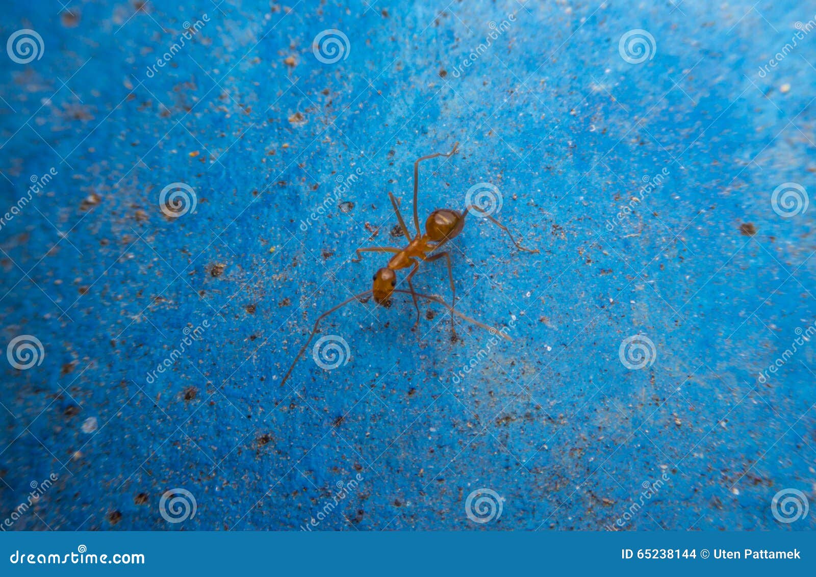 Red ant on blue background stock photo. Image of macro - 65238144