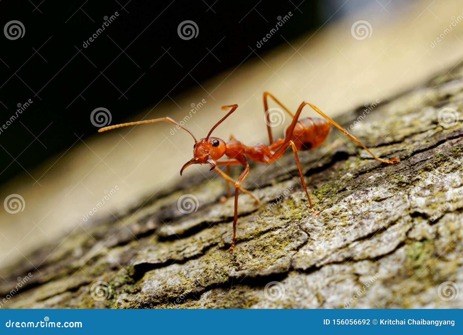 Red Ant on Branch of Tree,protect Himself Posture Stock Photo - Image ...