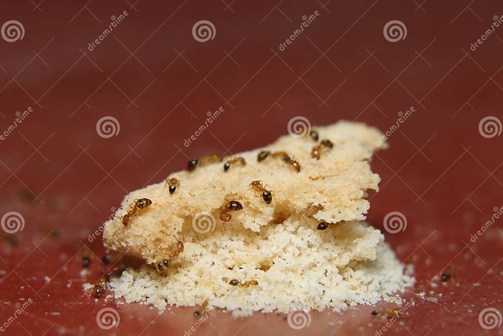 Red ant on a cake stock image. Image of wildlife, nature - 196434815