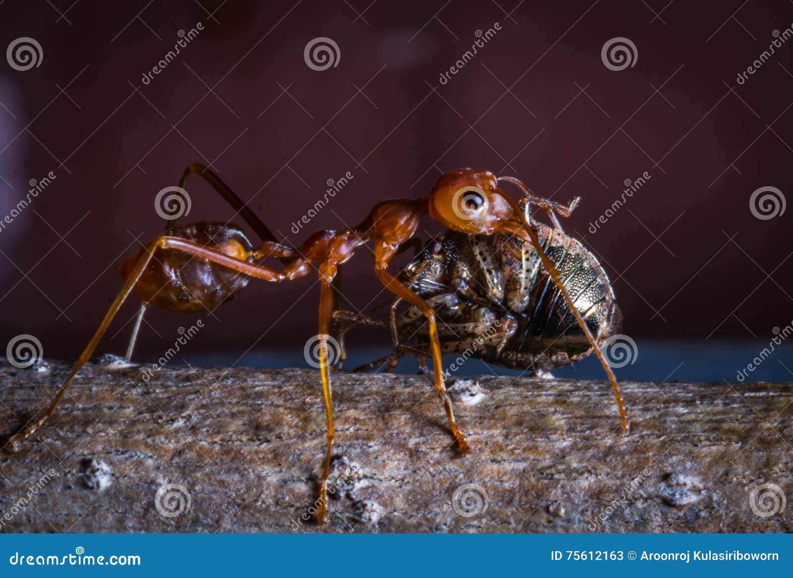 Red Ant Carrying Insect for Eat Stock Image - Image of background, food ...
