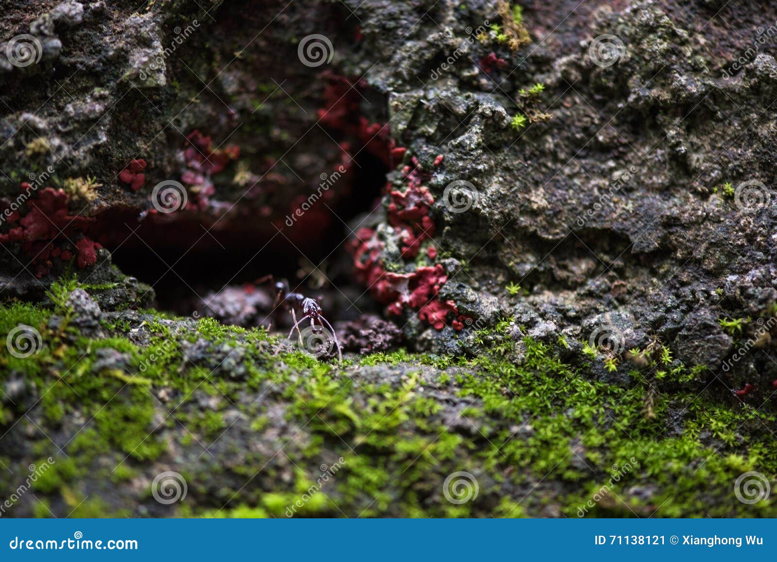 A red ant in cave stock image. Image of communicate, ants - 71138121