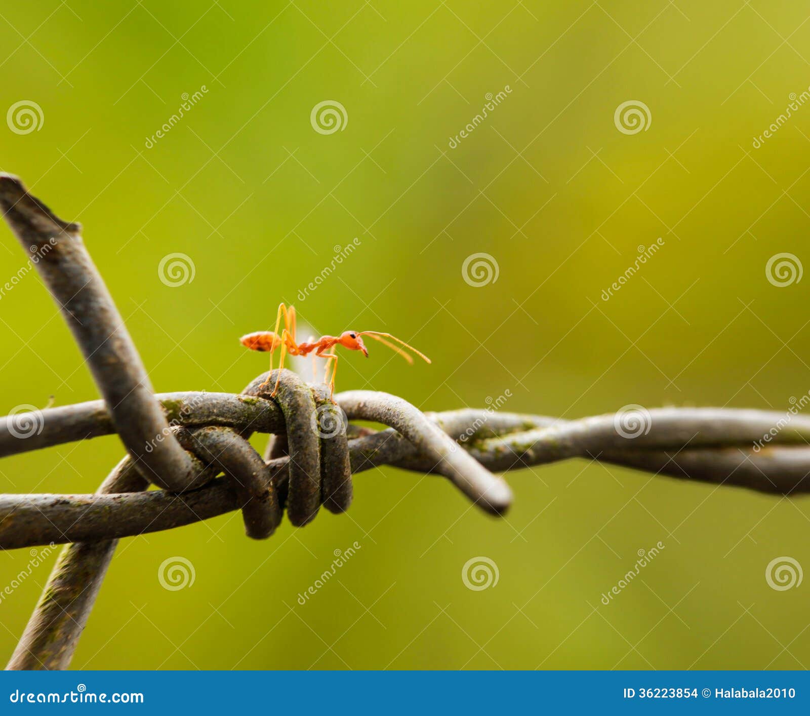 Red Ant stock photo. Image of forest, strong, full, green - 36223854