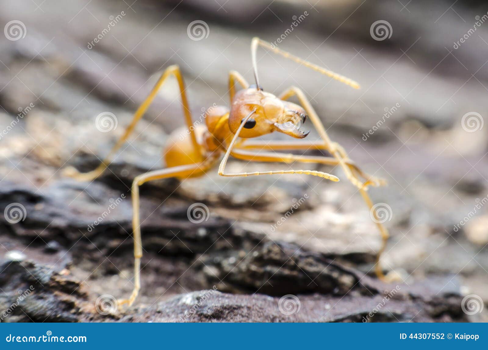 Red ant stock photo. Image of leaf, park, insect, nature - 44307552