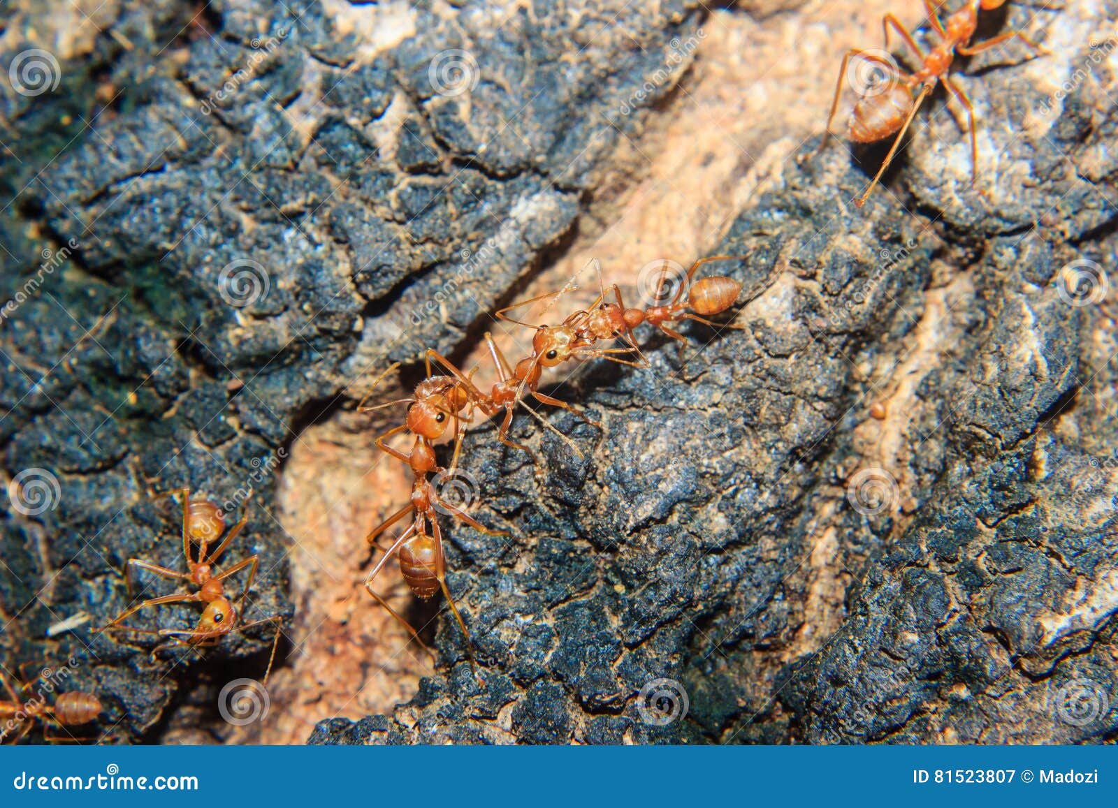 Red ant stock image. Image of closeup, work, nature, creature - 81523807