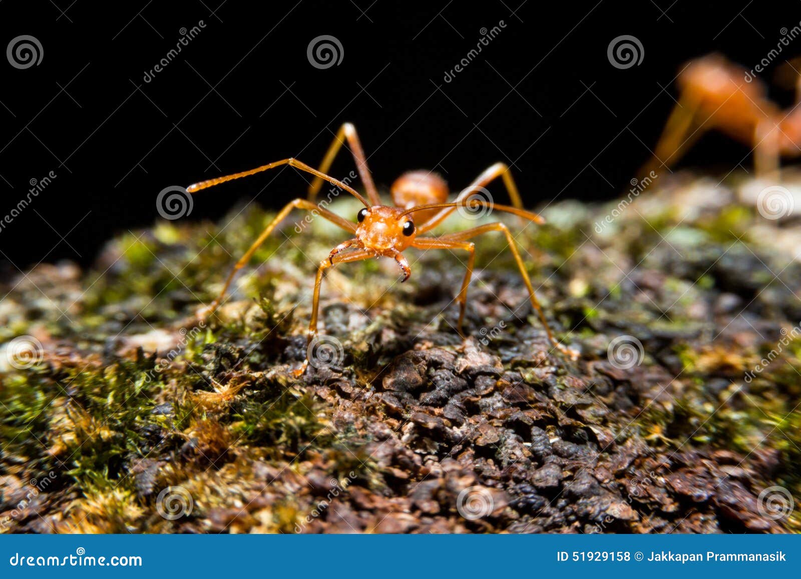 Red Ant with Close Up Detailed View. Stock Photo - Image of green ...