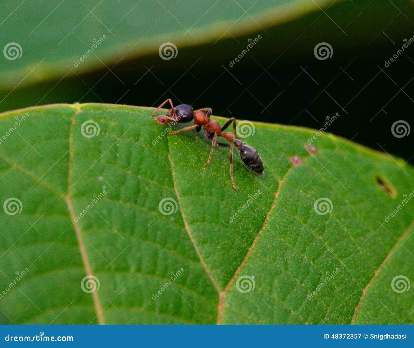 Red Ant close-up stock image. Image of black, green, macro - 48372357