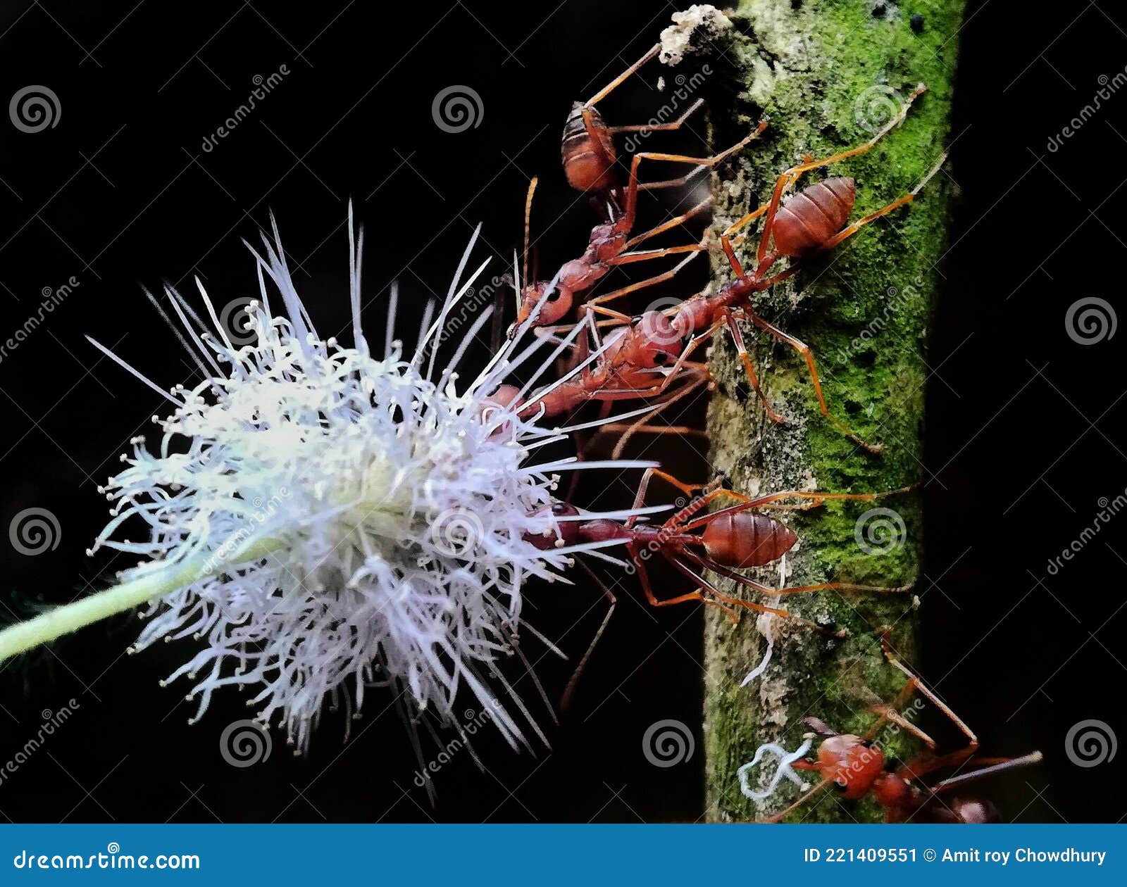 The Red Ant Collecting Food. Stock Image - Image of nature, fish: 221409551