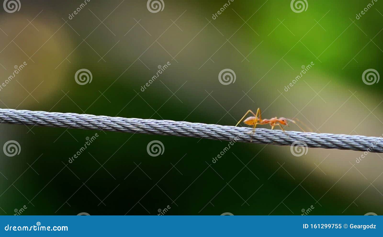 Red Ant Colony Walking Across Wire Stock Video - Video of animal ...
