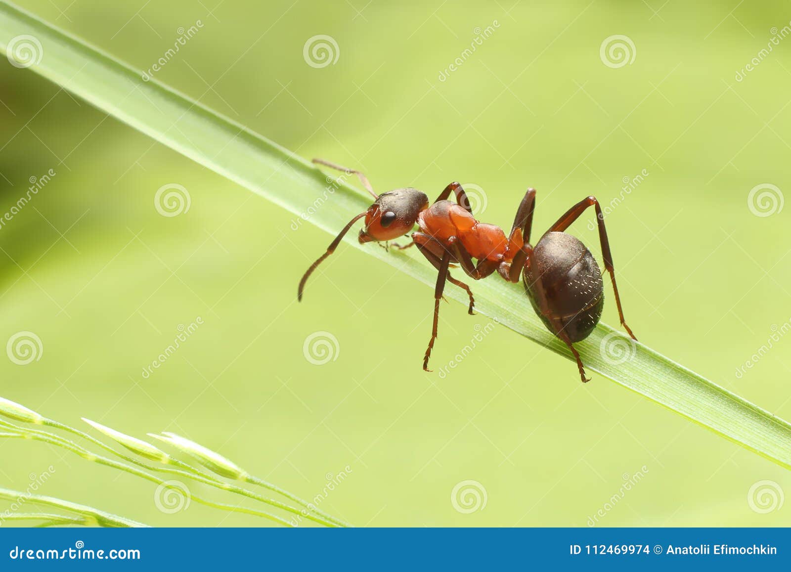 Ant on a blade of grass. stock photo. Image of insect - 112469974