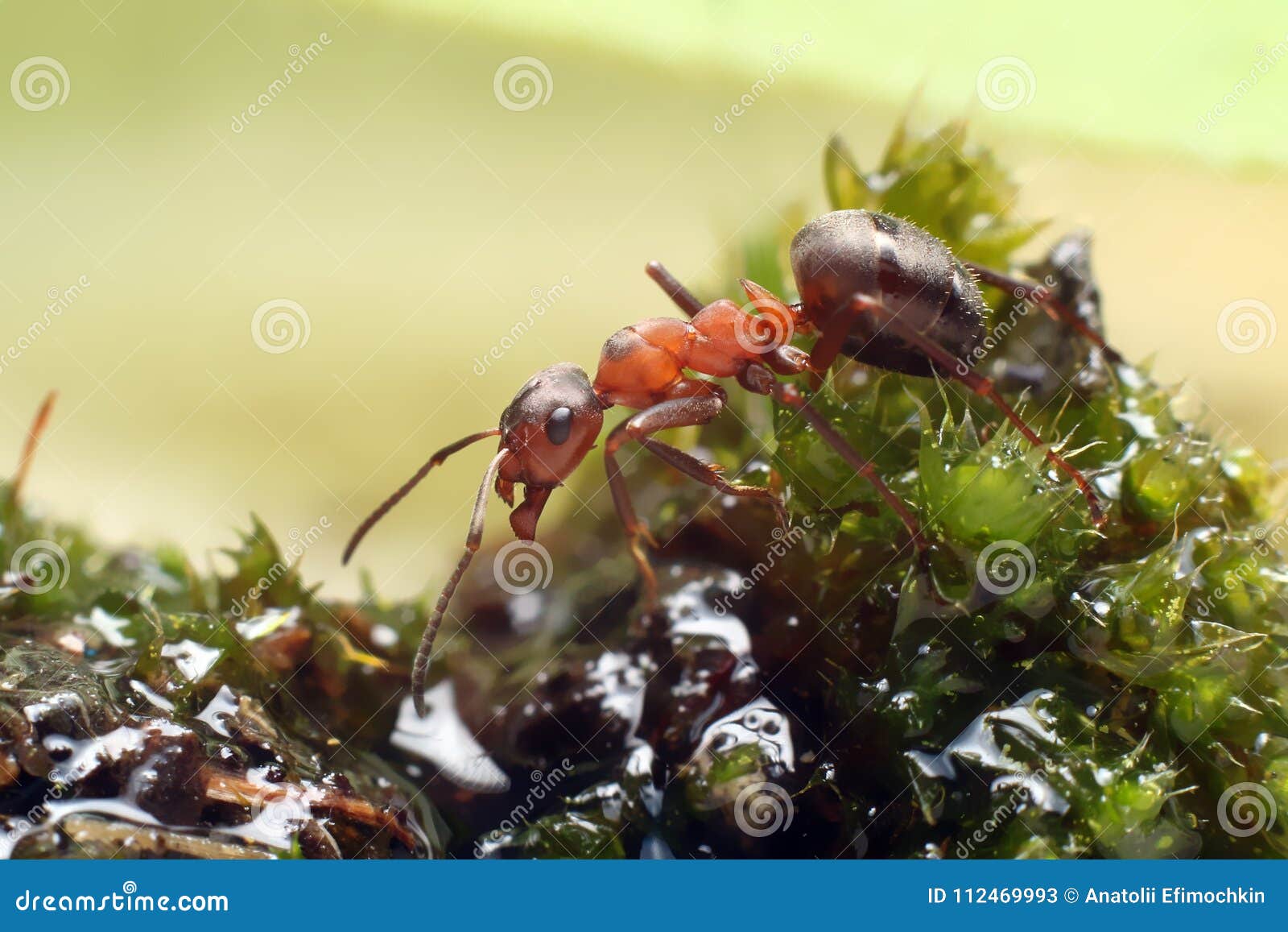 Ant on grass stock image. Image of sunny, flowers, insect - 112469993