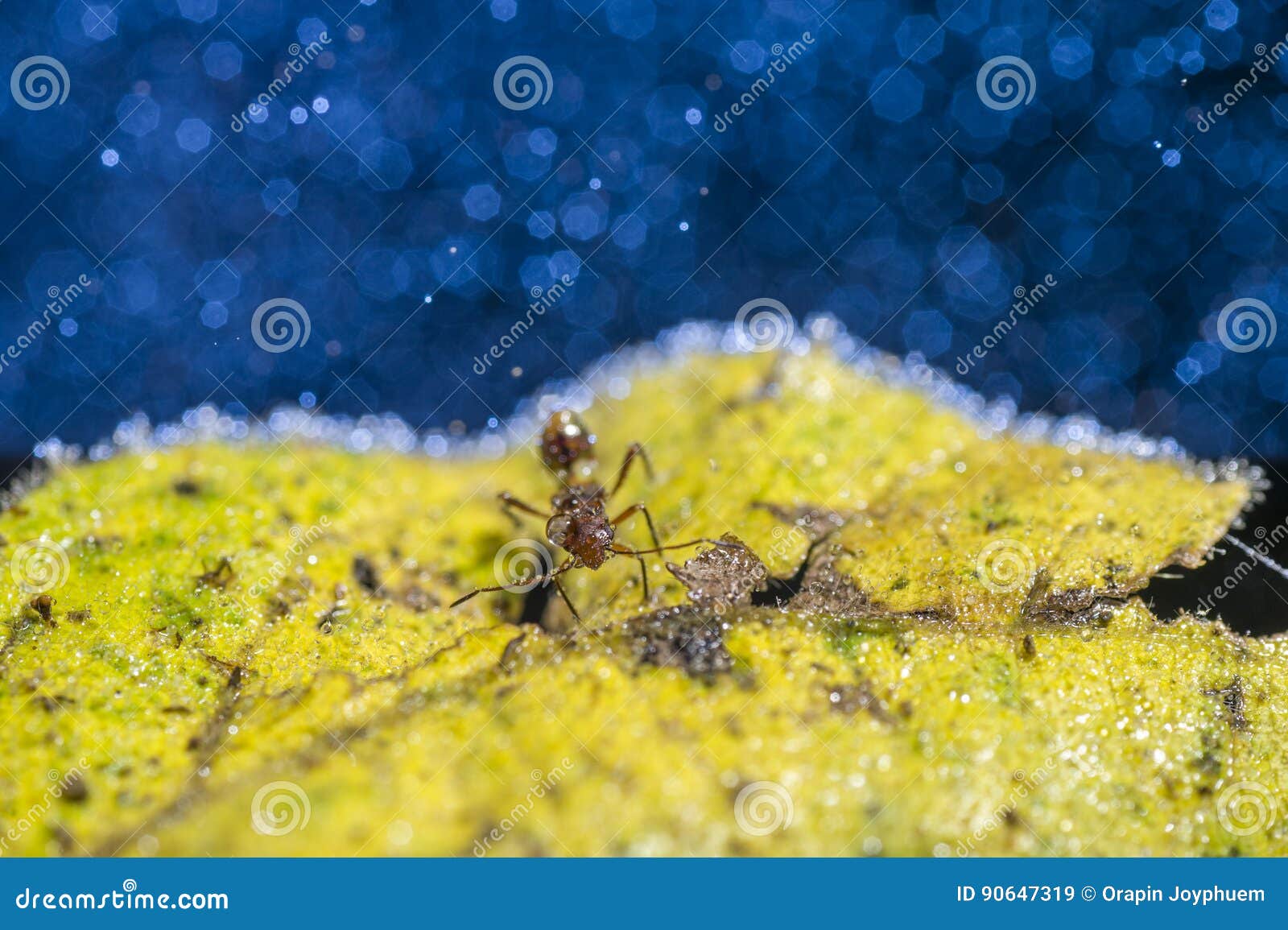 Red Ant Covered with Water Drops Stock Image - Image of outdoor, leaf ...