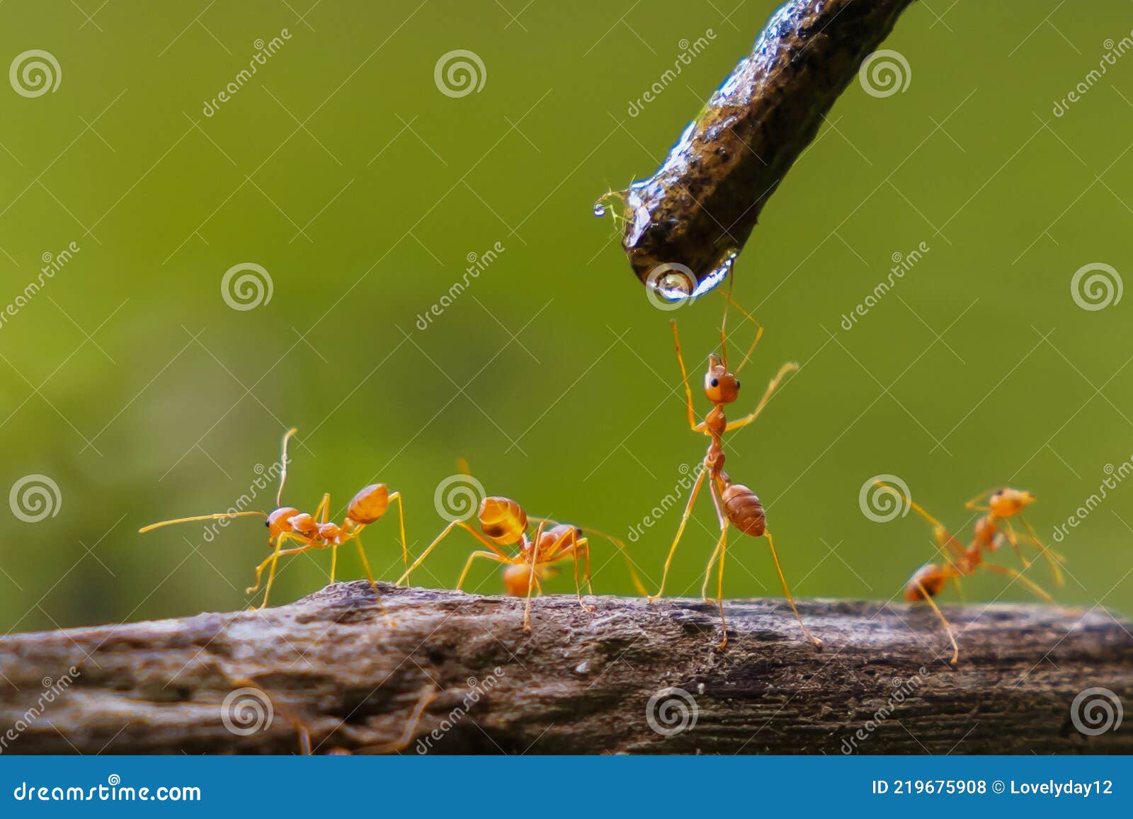 Red Ant Drinking Water Drop on Branch in Nature Stock Photo - Image of ...