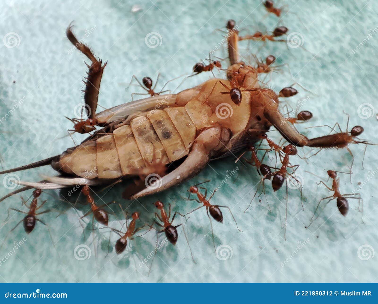 Red ant eat dead cockroach stock photo. Image of dead - 221880312