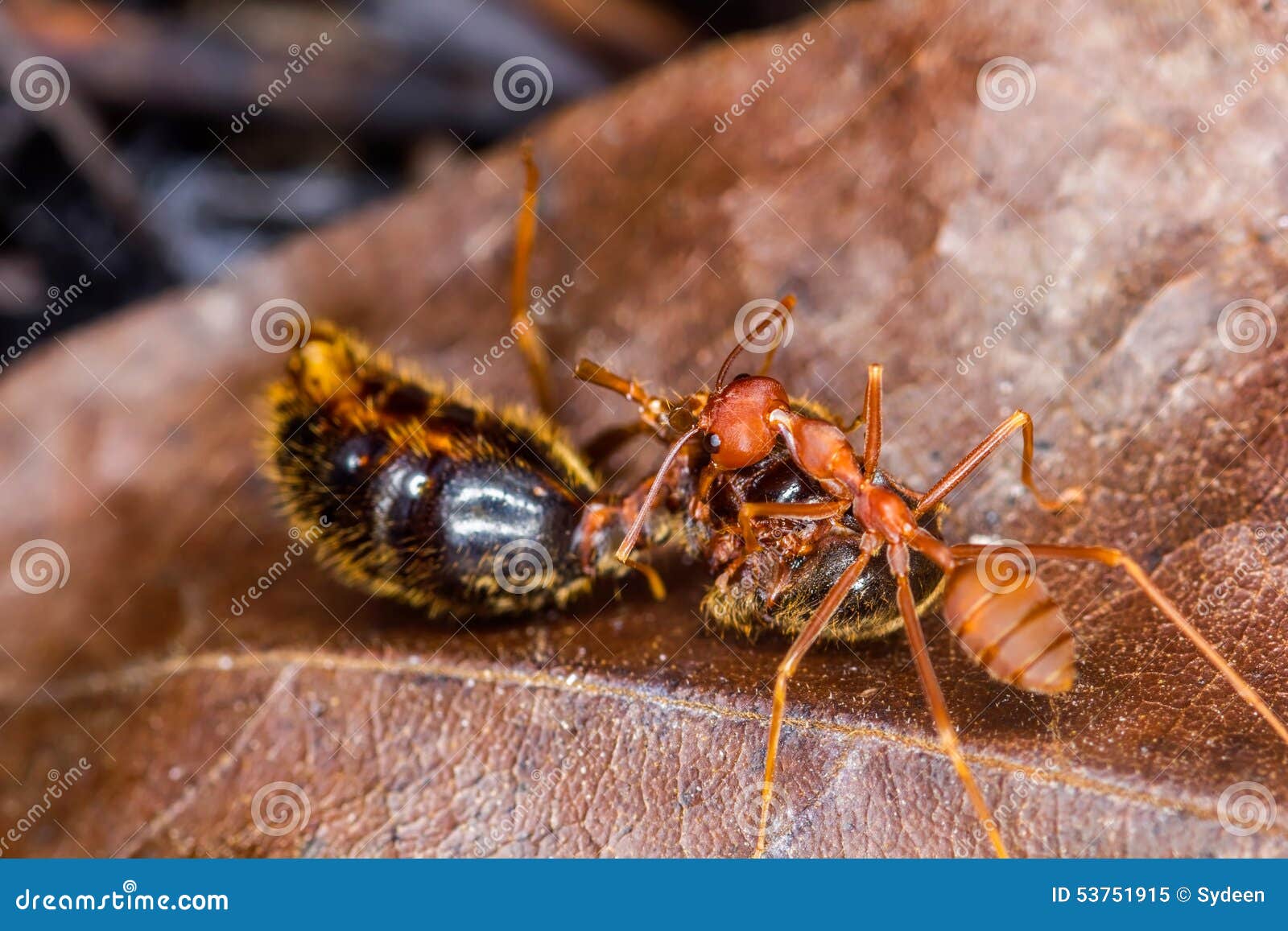 Red ant stock image. Image of wildlife, wild, close, nature - 53751915