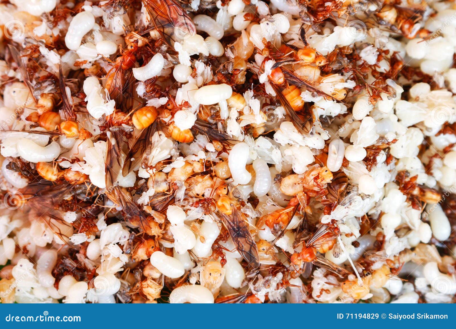 Red ant egg stock image. Image of food, meal, hexapoda - 71194829