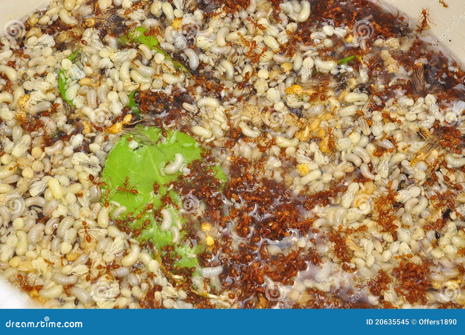 Red ant egg1 stock image. Image of chrysalis, journey - 20635545