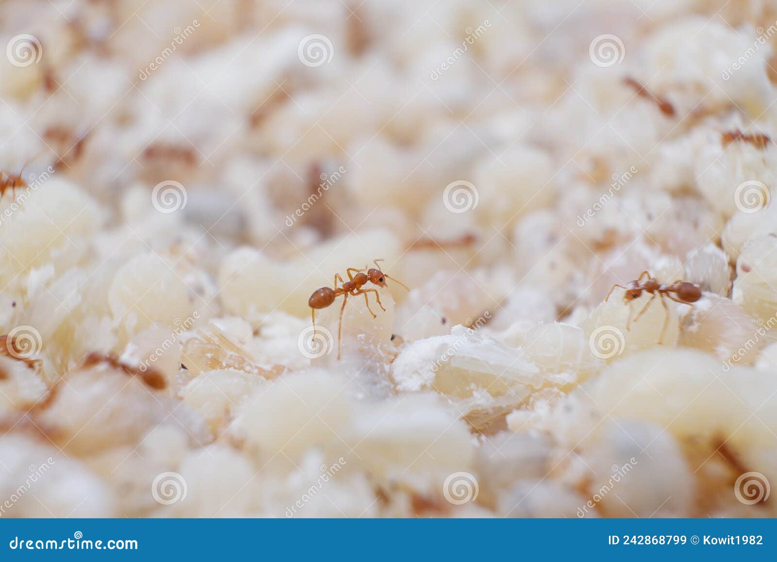 Red Ant Eggs in Talcum Powder Stock Image - Image of meal, leaf: 242868799