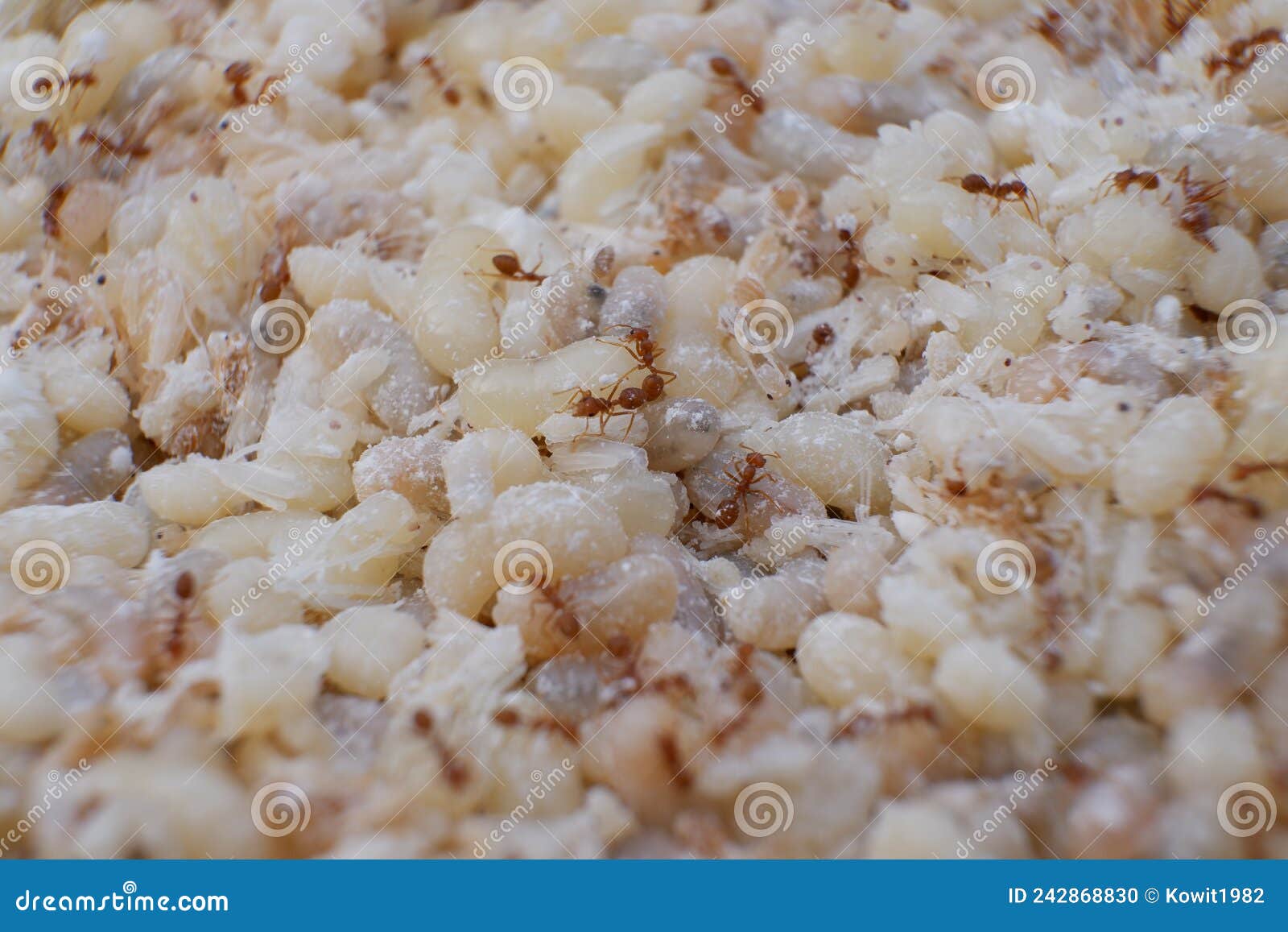 Red Ant Eggs in Talcum Powder Stock Photo - Image of animals, fresh ...