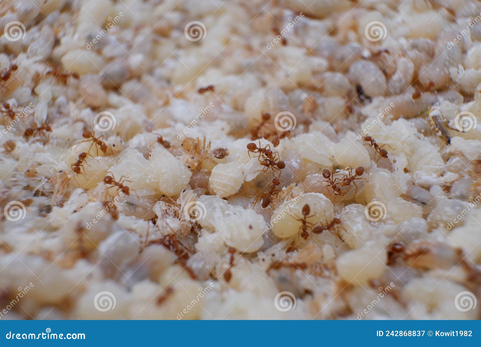 Red Ant Eggs in Talcum Powder Stock Image - Image of cooking, park ...