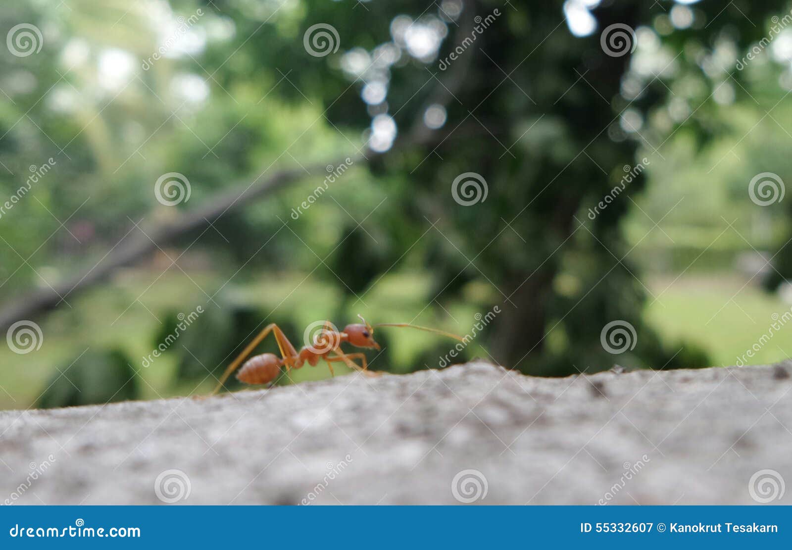 Red Ant on Falling Tree in the Garden Stock Image - Image of ...