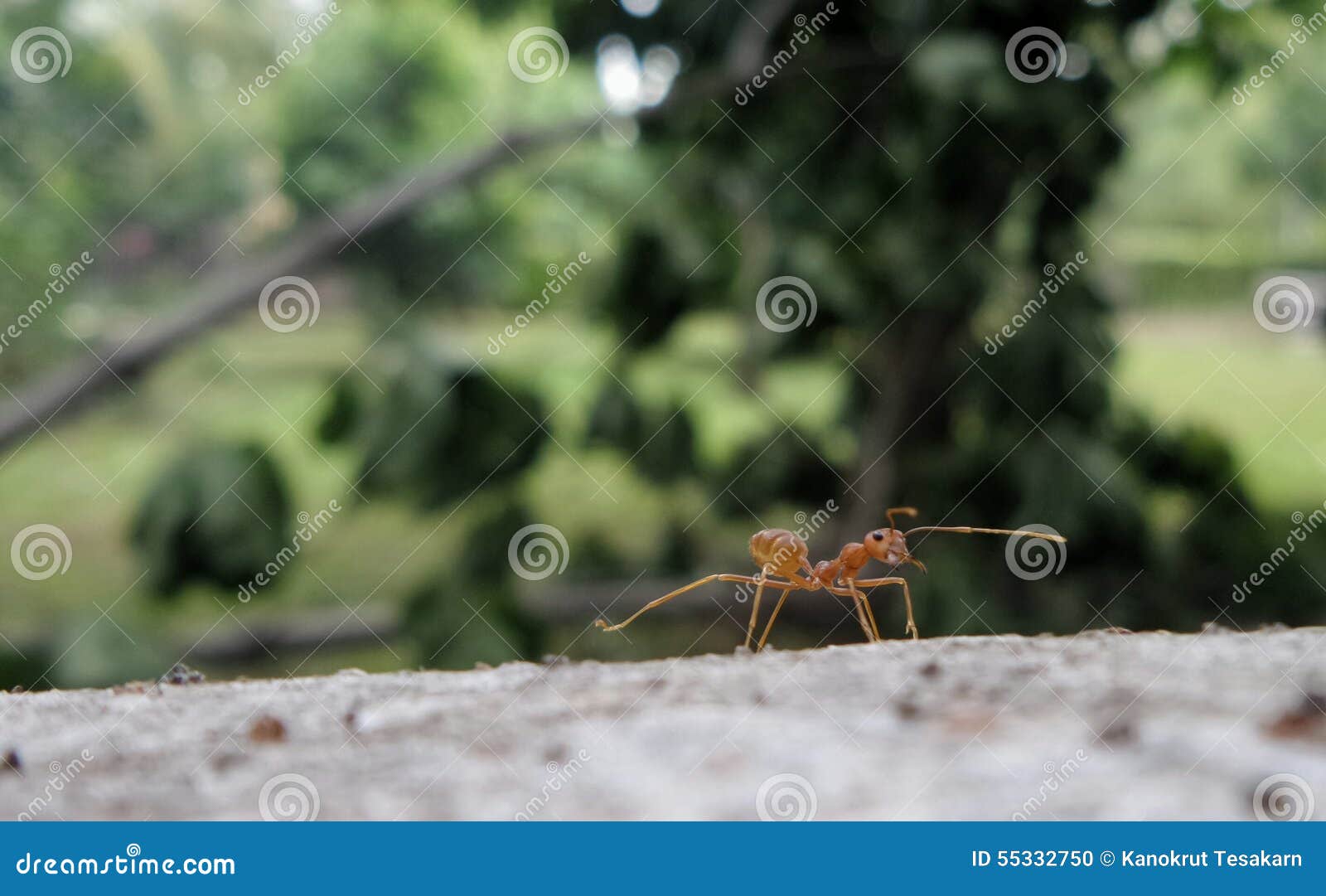 Red Ant on Falling Tree in the Garden Stock Photo - Image of arthropod ...