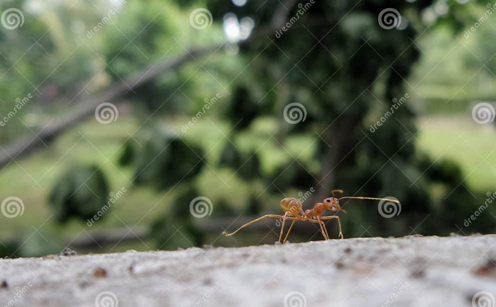 Red Ant on Falling Tree in the Garden Stock Photo - Image of arthropod ...
