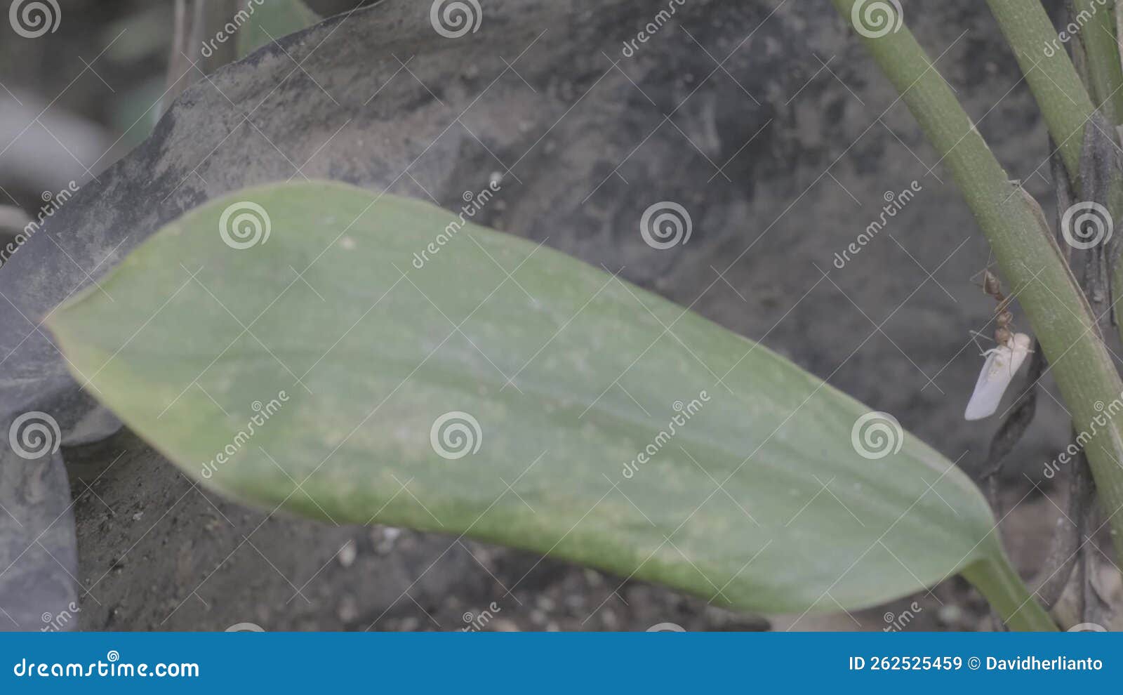 A Red Ant is Fighting a Tiny White Moth Stock Video - Video of ...