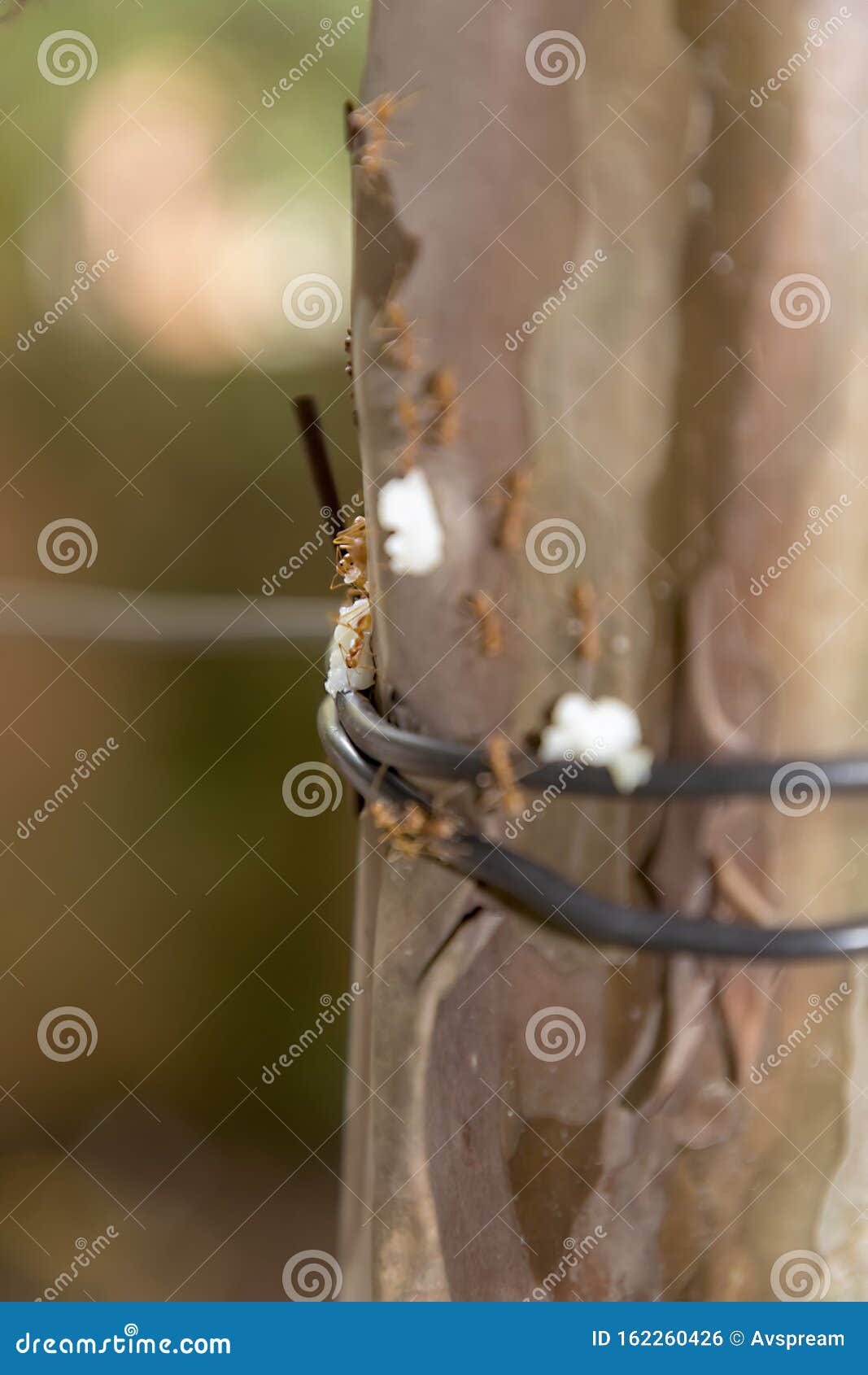 A Red Ant or Fire Ants Carrying a Grain of Rice Stock Photo - Image of ...