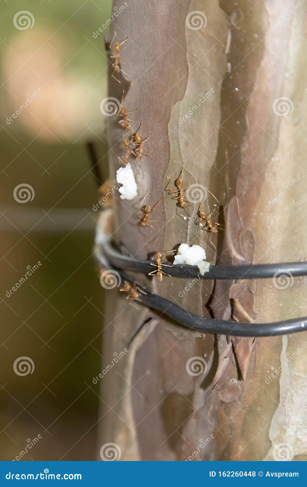 A Red Ant or Fire Ants Carrying a Grain of Rice Stock Photo - Image of ...