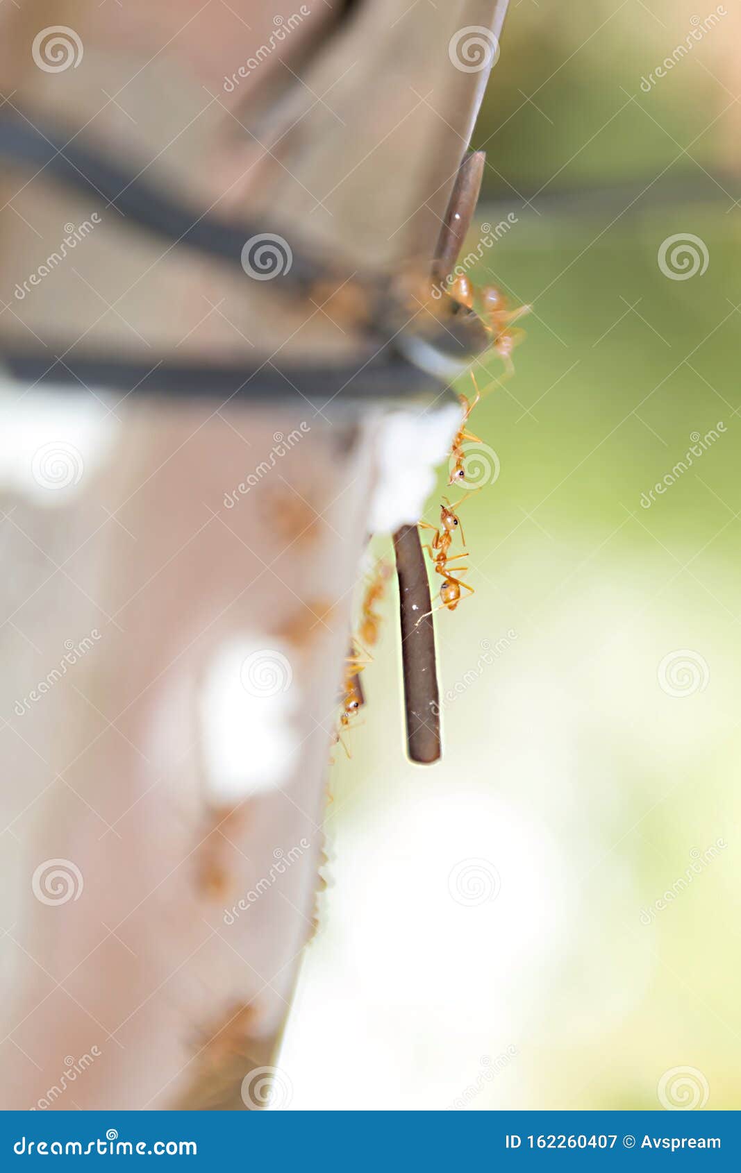 A Red Ant or Fire Ants Carrying a Grain of Rice, Nature Background ...