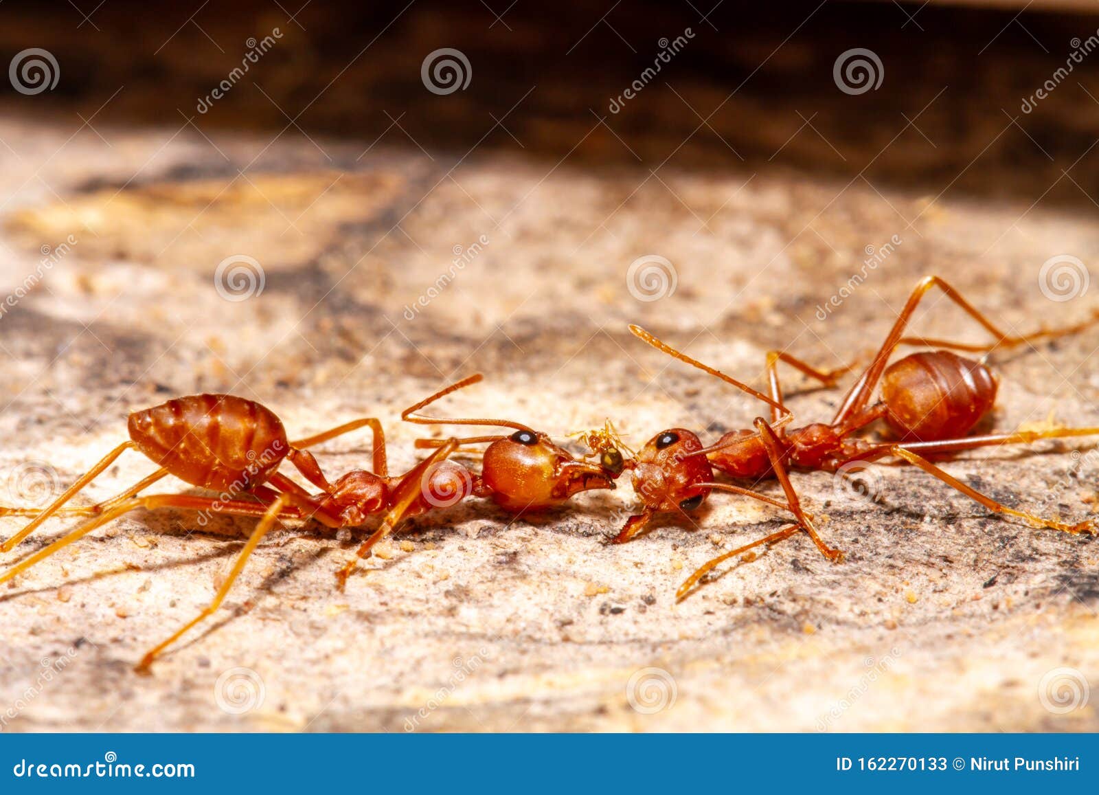 Red ant stock image. Image of journey, isolated, flora - 162270133