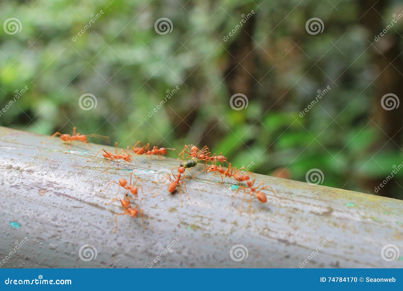 Red ant in the garden stock photo. Image of wildlife - 74784170