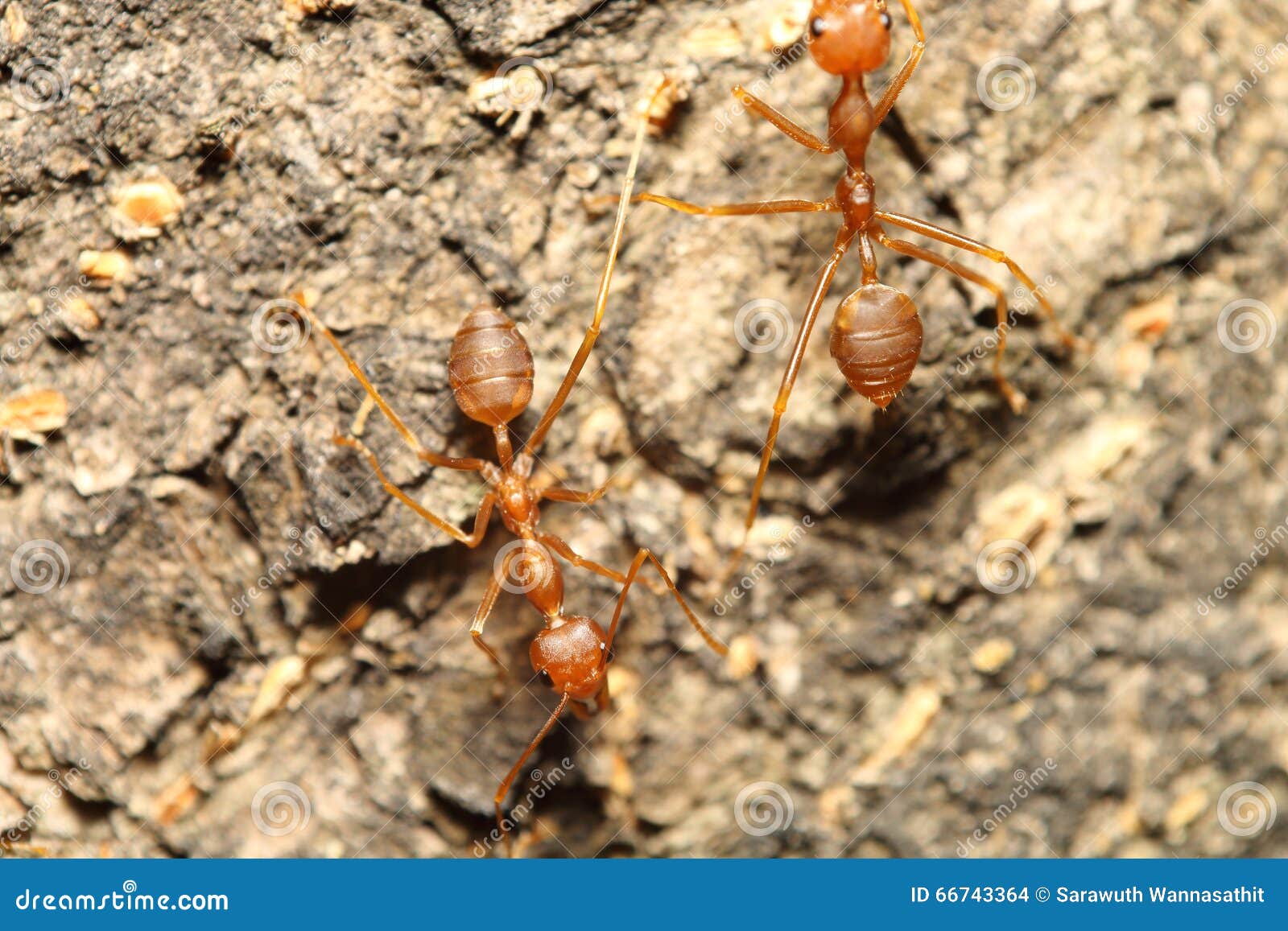 Red Ant in the Green Garden Stock Photo - Image of plant, detail: 66743364